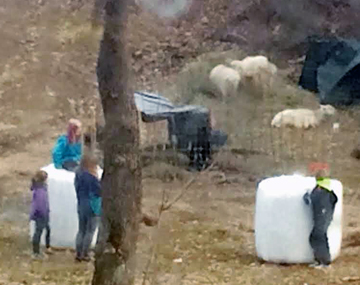 Sheep As Ambassadors - Howling Wolf Farm