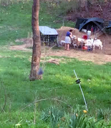 Sheep As Ambassadors - Howling Wolf Farm