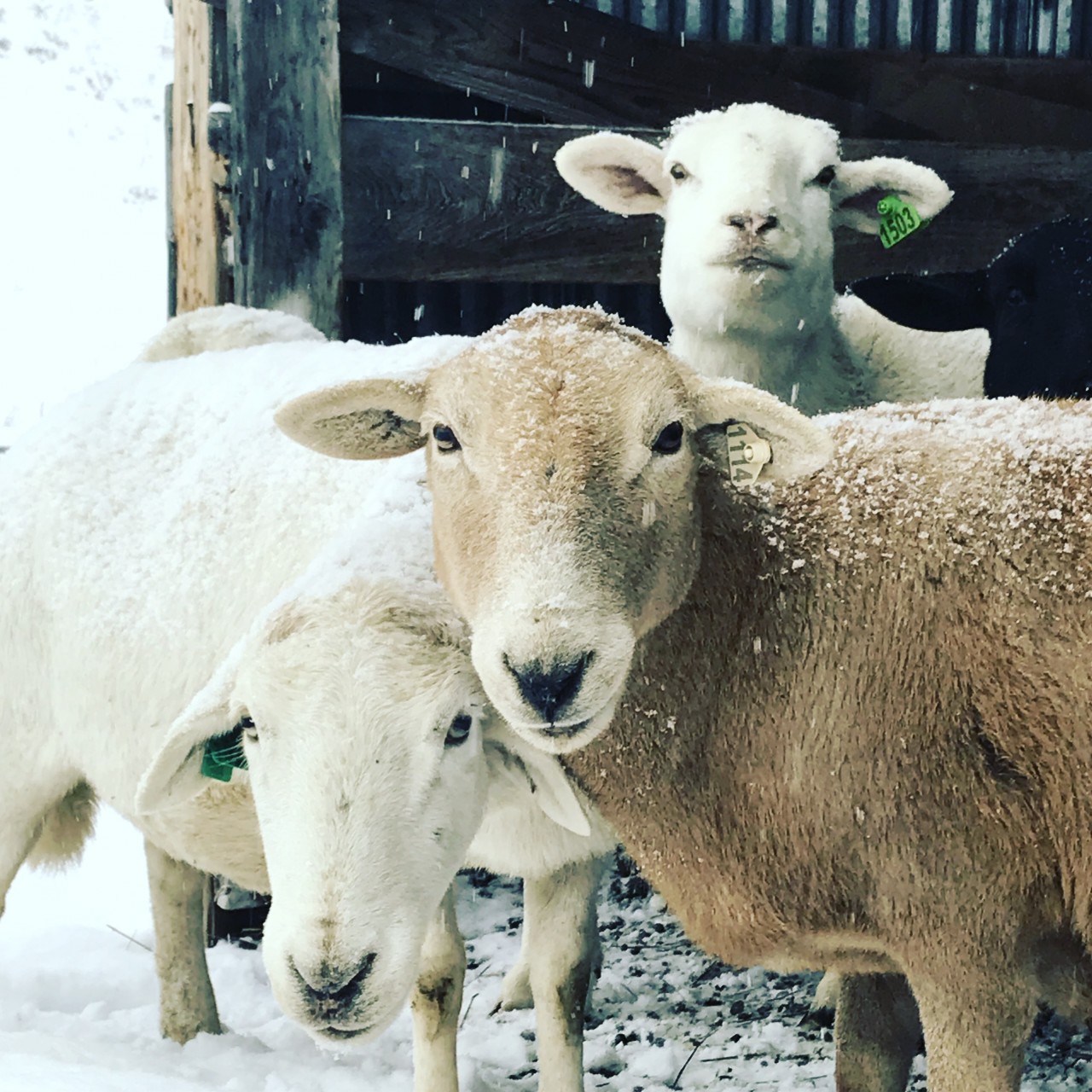 So Much to Share - Howling Wolf Farm