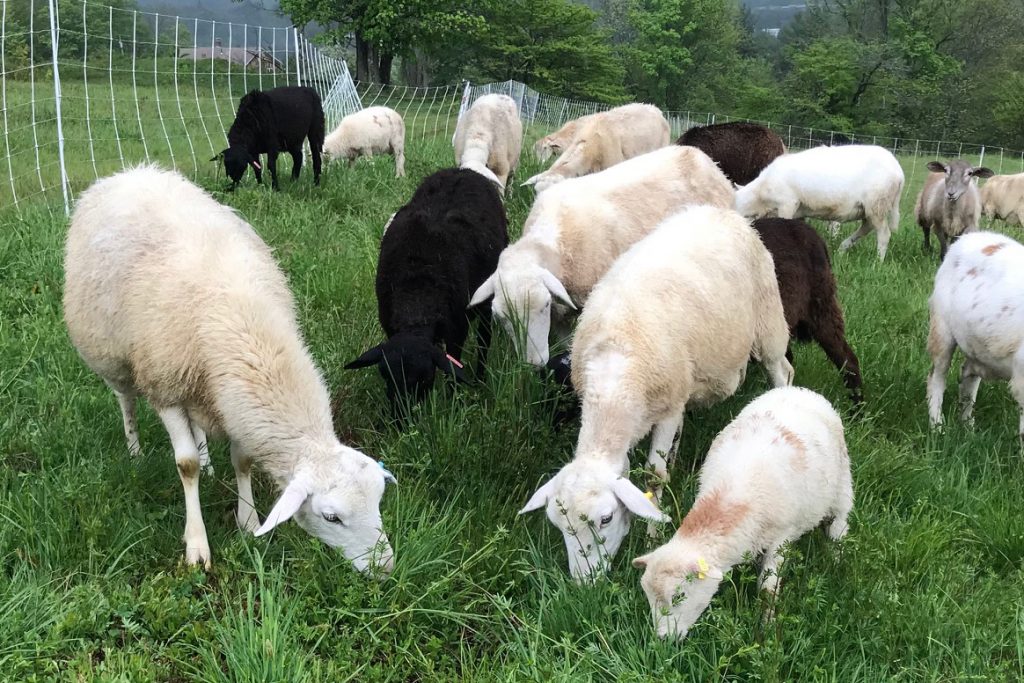 A New Lens to Love Your Food - Howling Wolf Farm