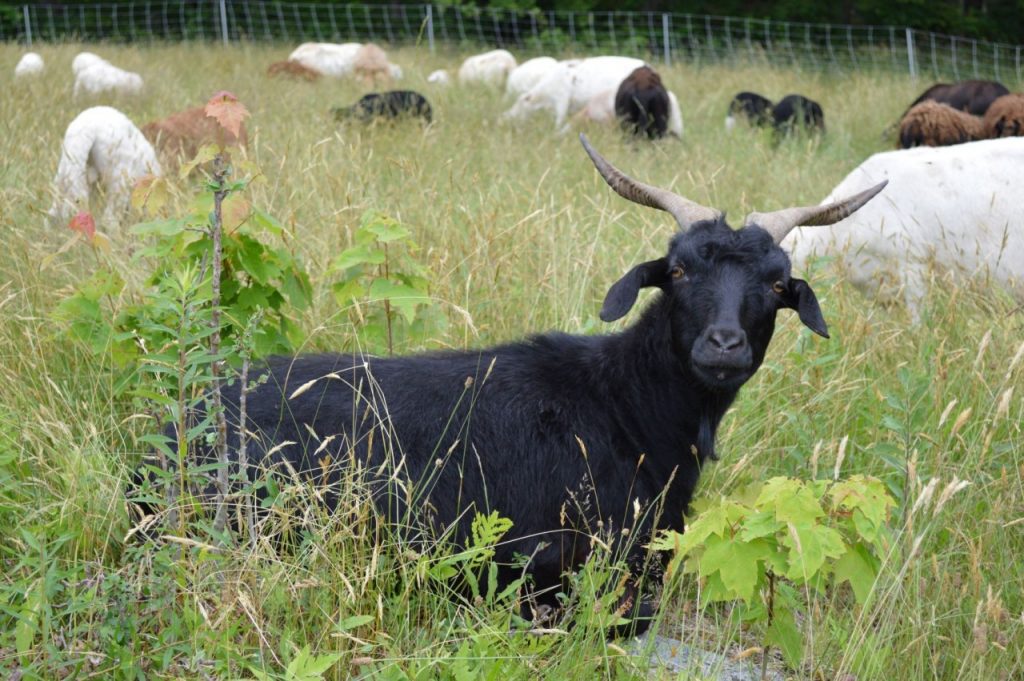 Celebrating What Our Farm (and We) Stand For - Howling Wolf Farm